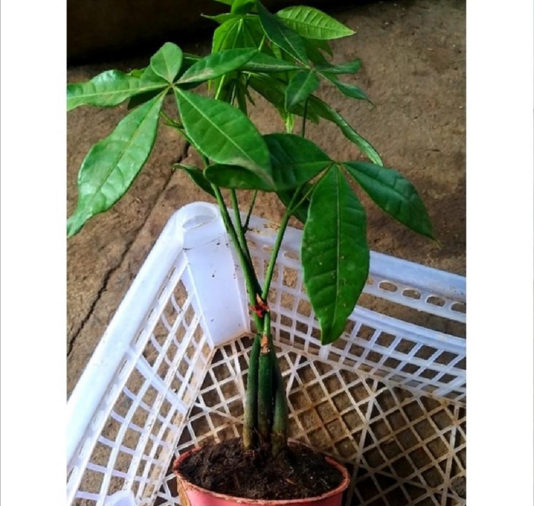 Money Tree (Pachira Aquatica) BIG single stem with pot (2 ft ...