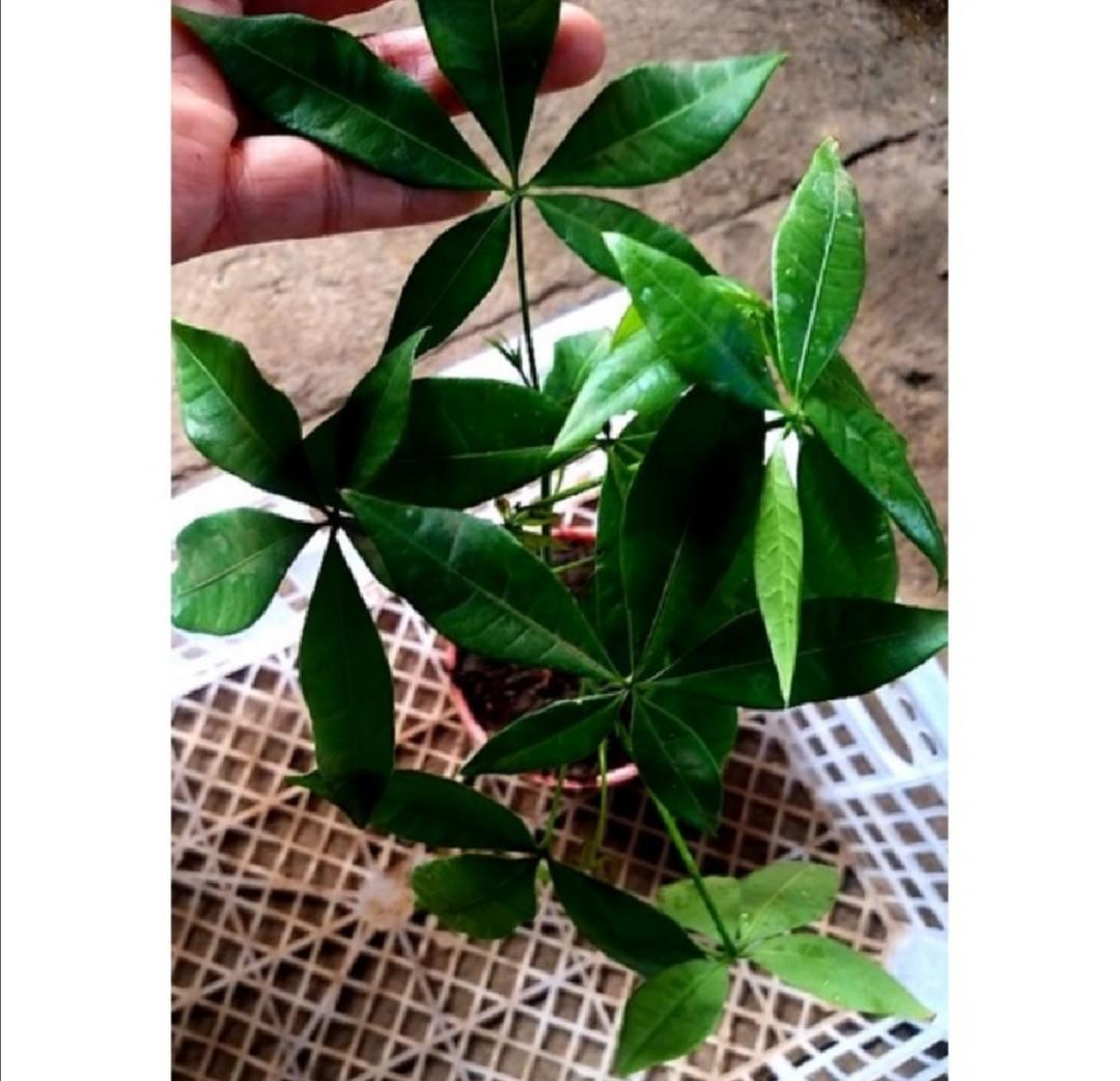 Money Tree (Pachira Aquatica) BIG single stem with pot (2 ft ...