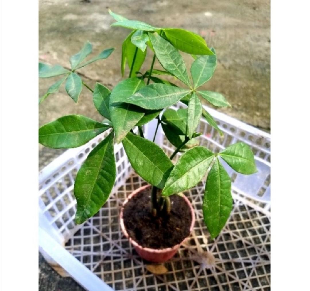 Money Tree (Pachira Aquatica) BIG single stem with pot (2 ft ...