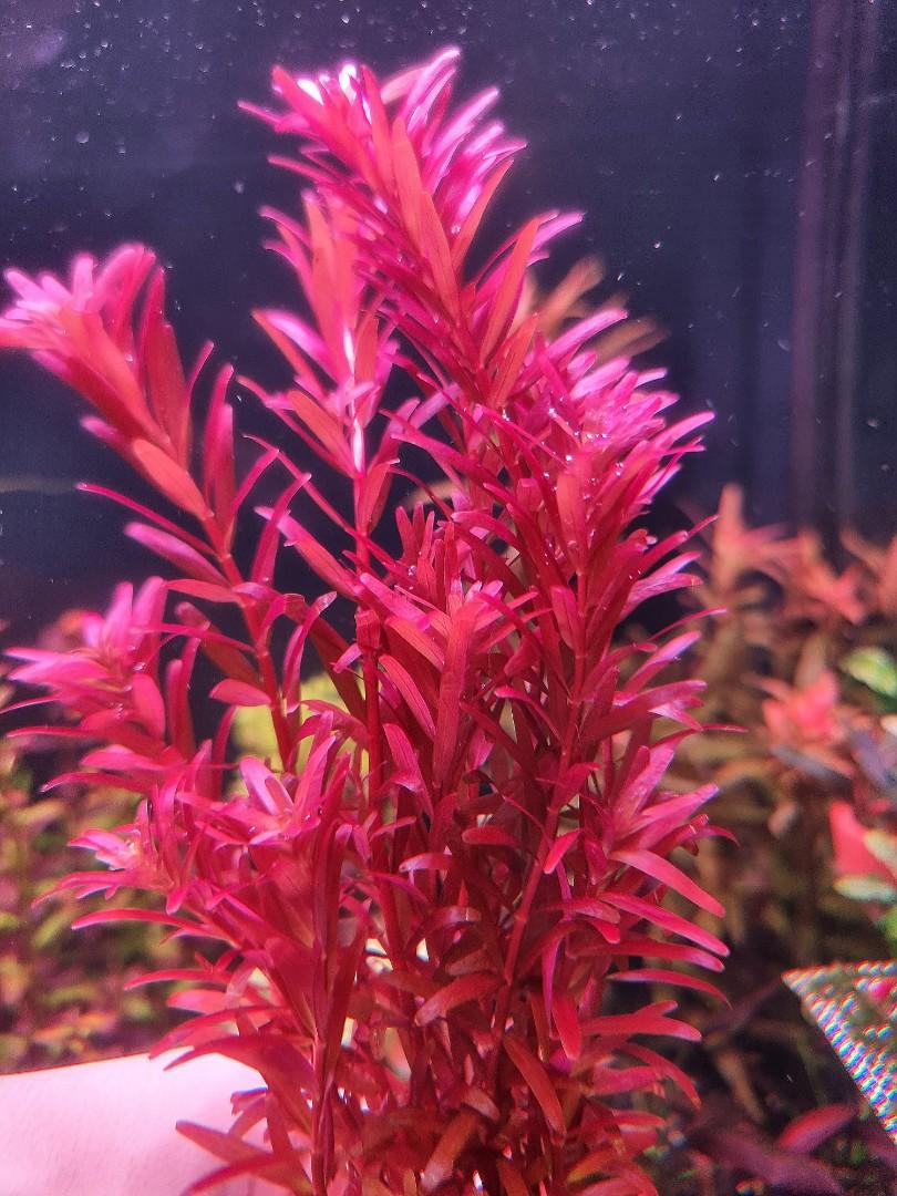 Rotala blood red aquatic plant, Furniture & Home Living, Gardening ...