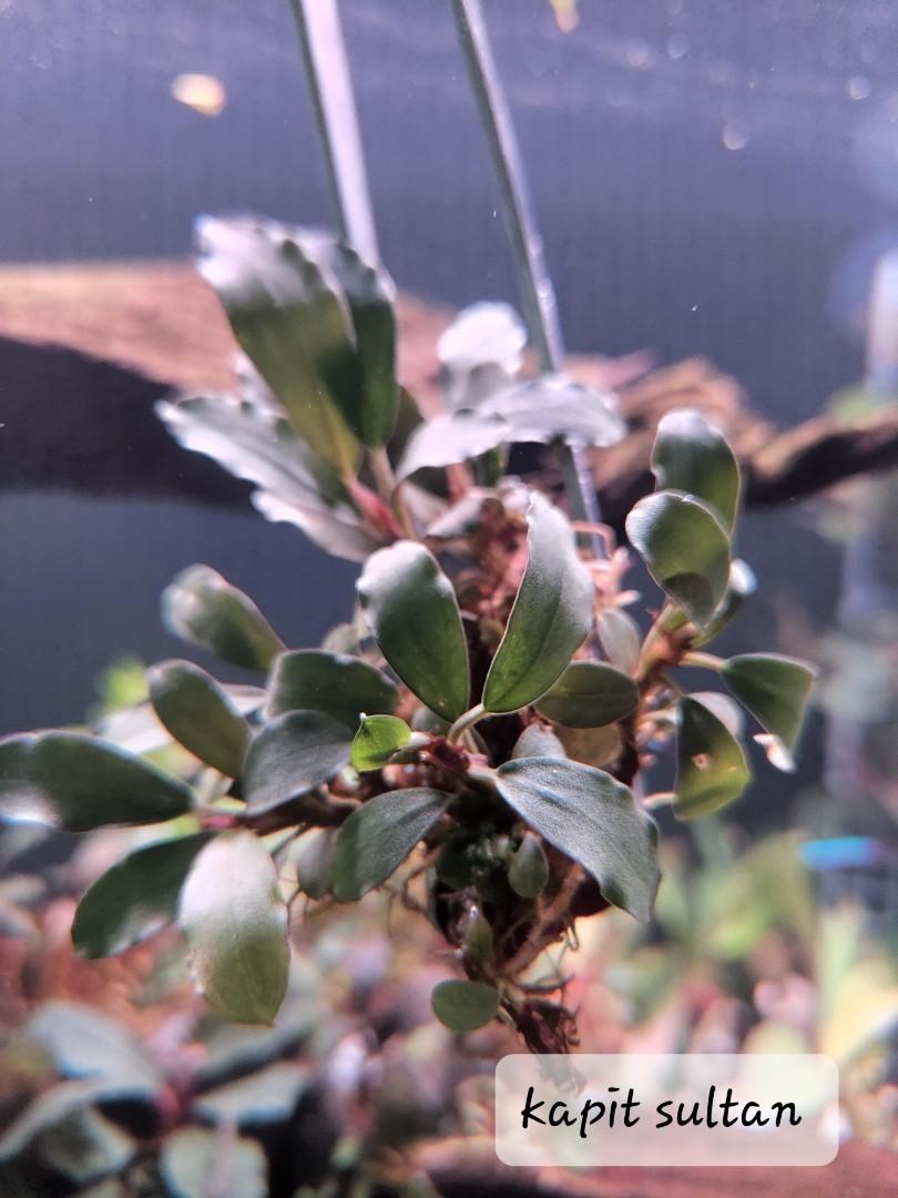 Bucephalandra sp kapit sultan, Pet Supplies, Homes & Other Pet ...