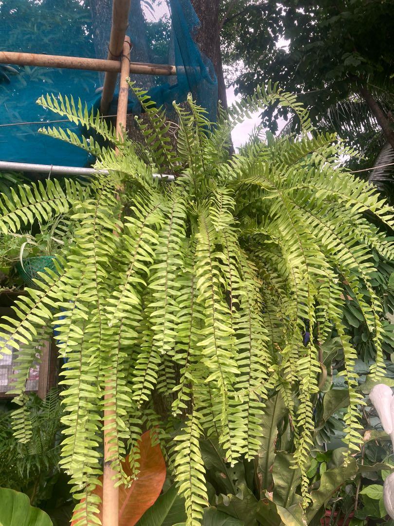 Peruvian Fern, Furniture & Home Living, Gardening, Plants & Seeds on ...