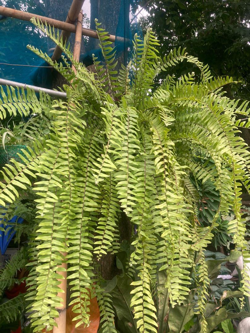 Peruvian Fern, Furniture & Home Living, Gardening, Plants & Seeds on ...