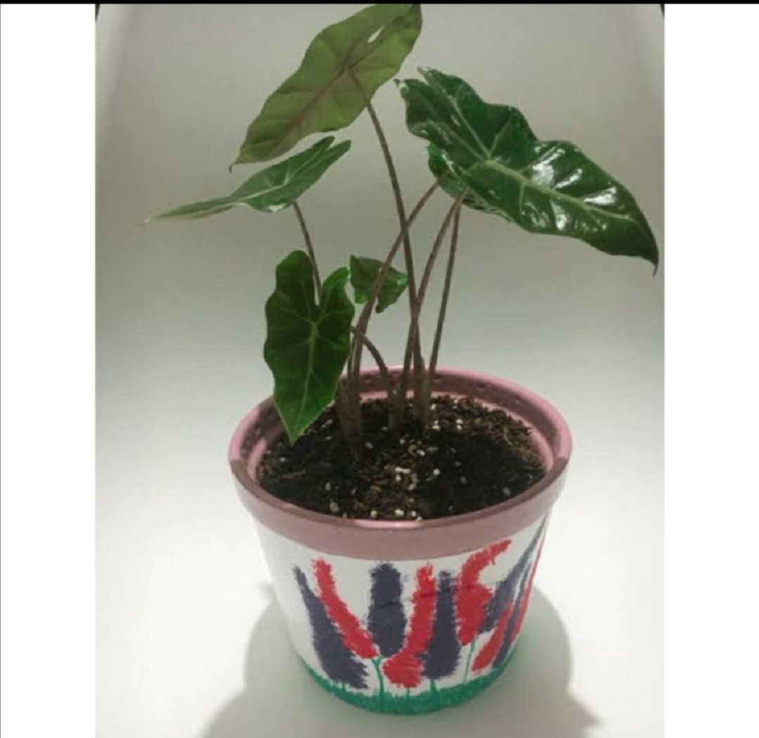 Kris Plant Alocasia Sanderiana live plant uprooted, Furniture & Home ...