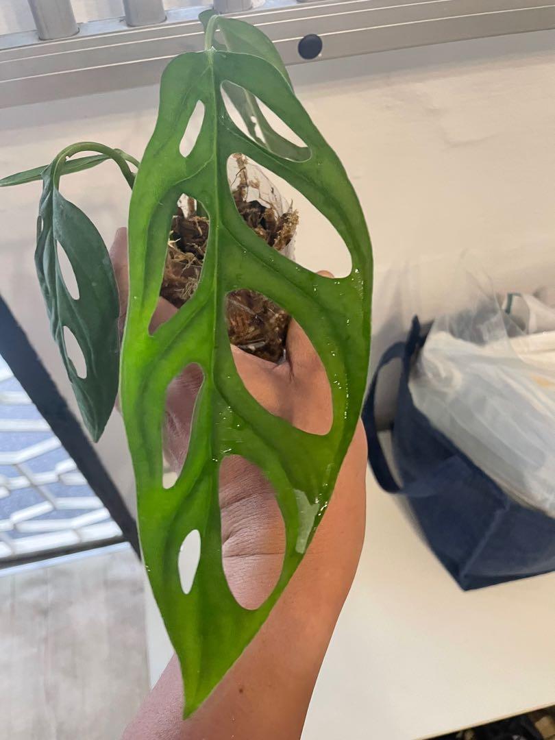 monstera adansonii narrow form, Furniture & Home Living, Gardening ...