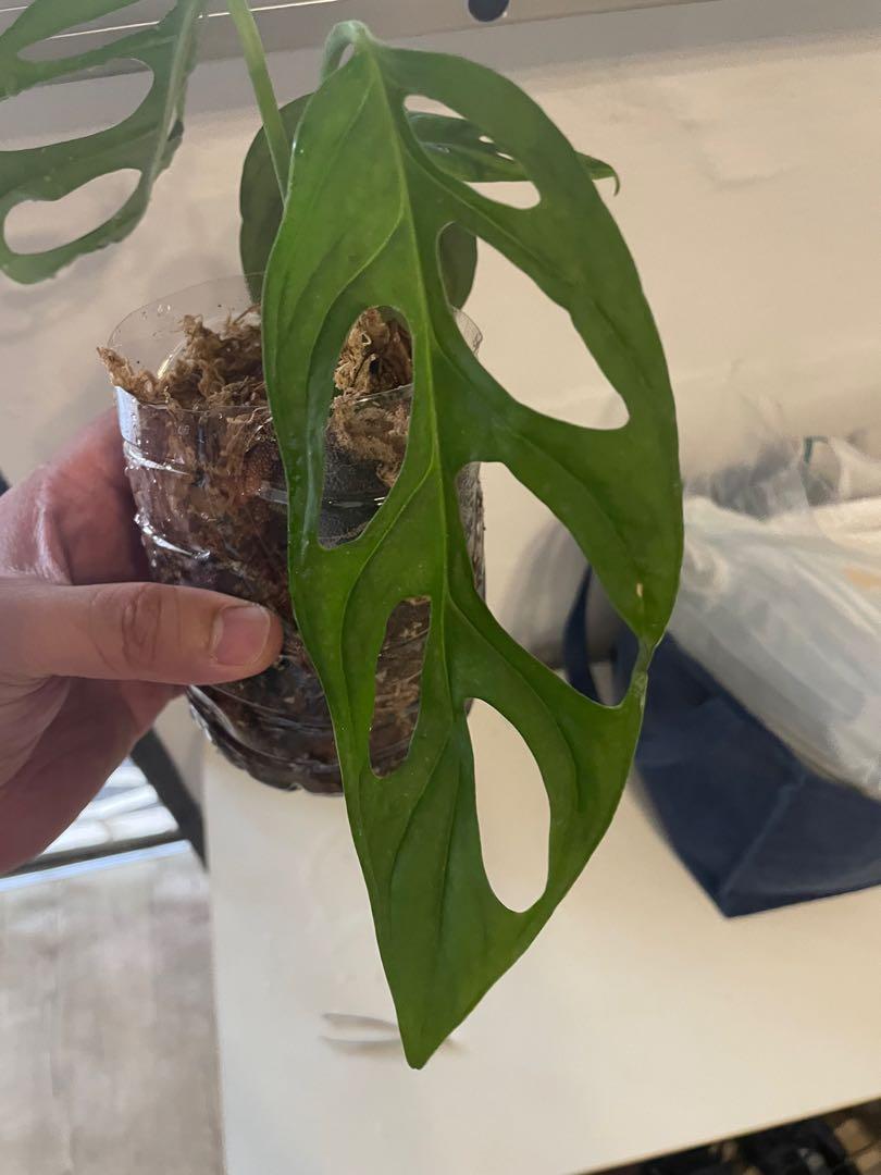 monstera adansonii narrow form, Furniture & Home Living, Gardening ...