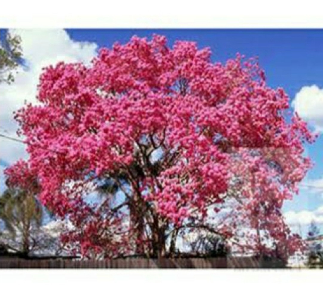 Pink trumpet /Rosy Trumpet /Tabebuia rosea tree seedlings, Furniture ...