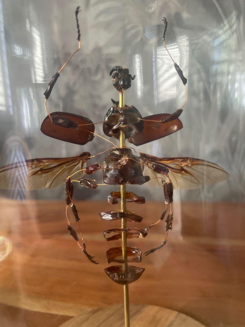 Exploded Beetle insect specimen, Furniture & Home Living, Home Decor ...