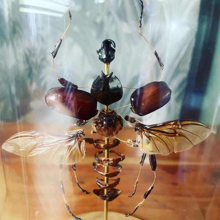 Exploded Beetle insect specimen, Furniture & Home Living, Home Decor ...