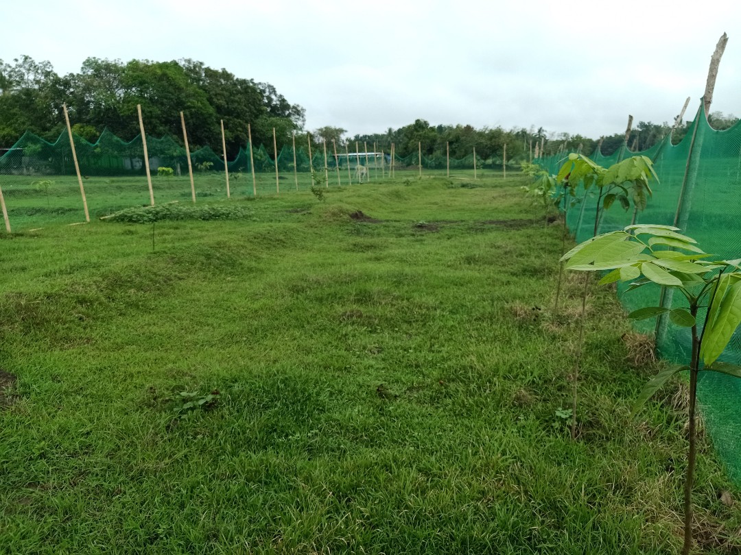 Farm lot in Batangas, Property, For Sale, Lot on Carousell