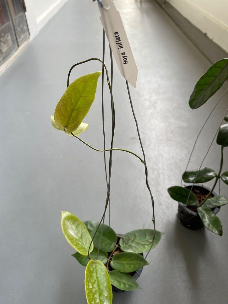 Hoya inflata, Villosa, Sulawesiana, Furniture & Home Living, Gardening ...