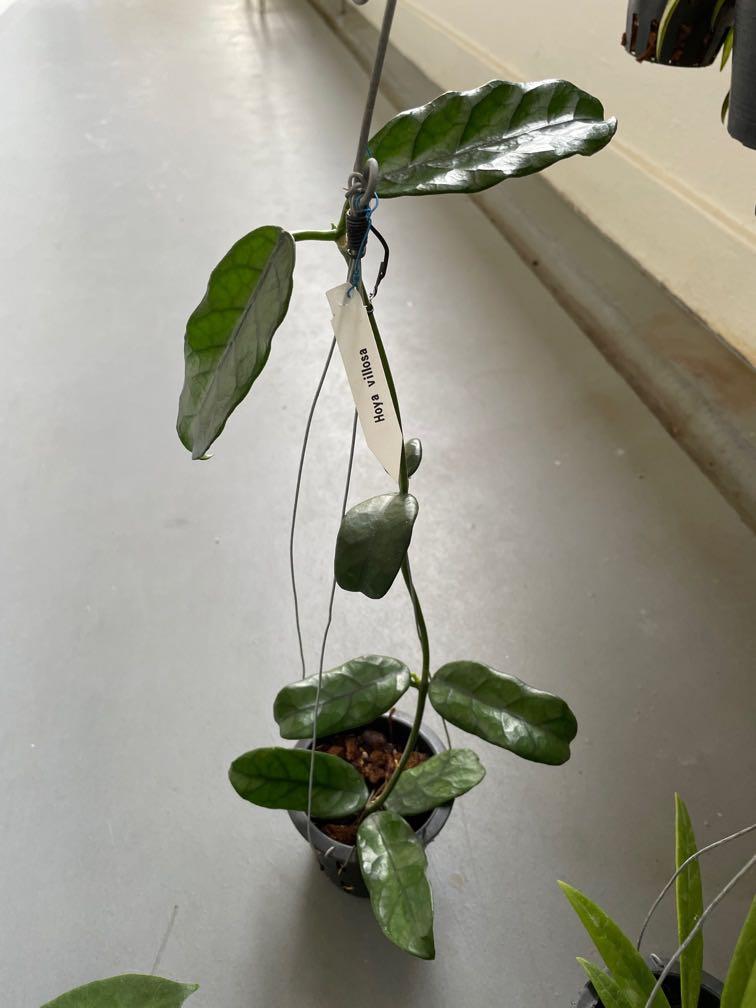 Hoya inflata, Villosa, Sulawesiana, Furniture & Home Living, Gardening ...