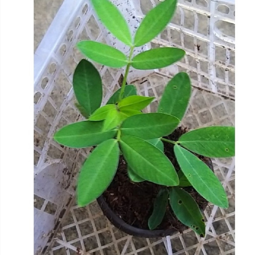 Mani-mani peanut like live plant, Furniture & Home Living, Gardening ...