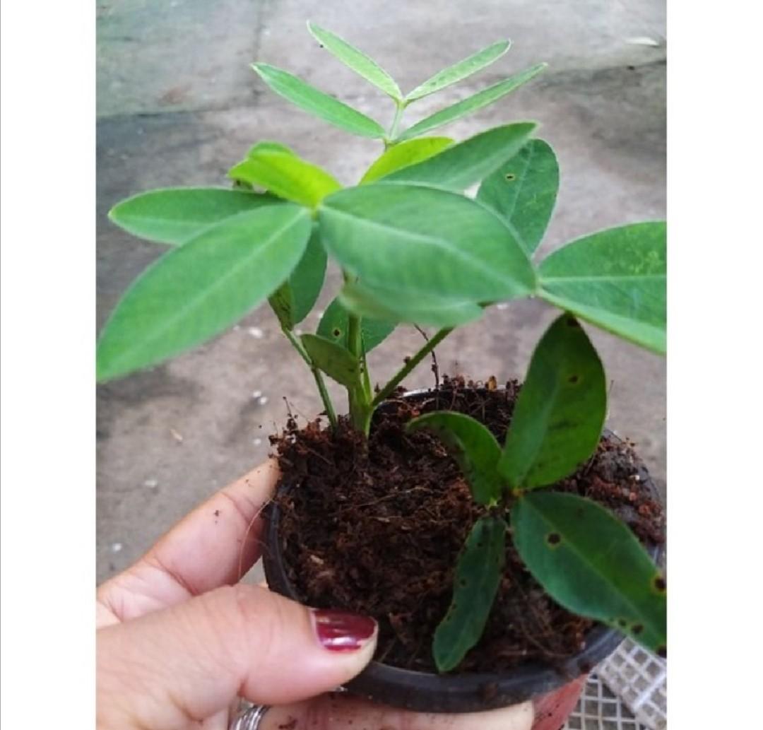 Mani-mani peanut like live plant, Furniture & Home Living, Gardening ...