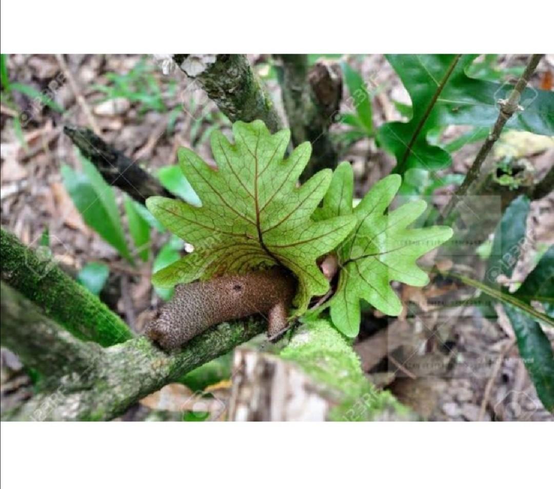 Oak leaf Fern/ Drynaria Fern live Plant, Furniture & Home Living ...