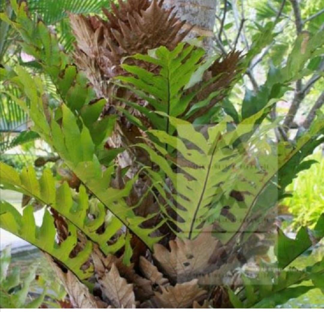 Oak leaf Fern/ Drynaria Fern live Plant, Furniture & Home Living ...