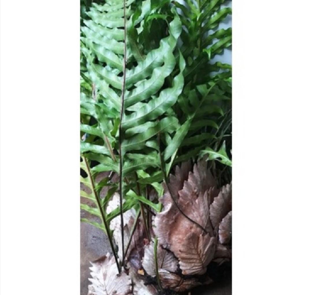 Oak leaf Fern/ Drynaria Fern live Plant, Furniture & Home Living ...