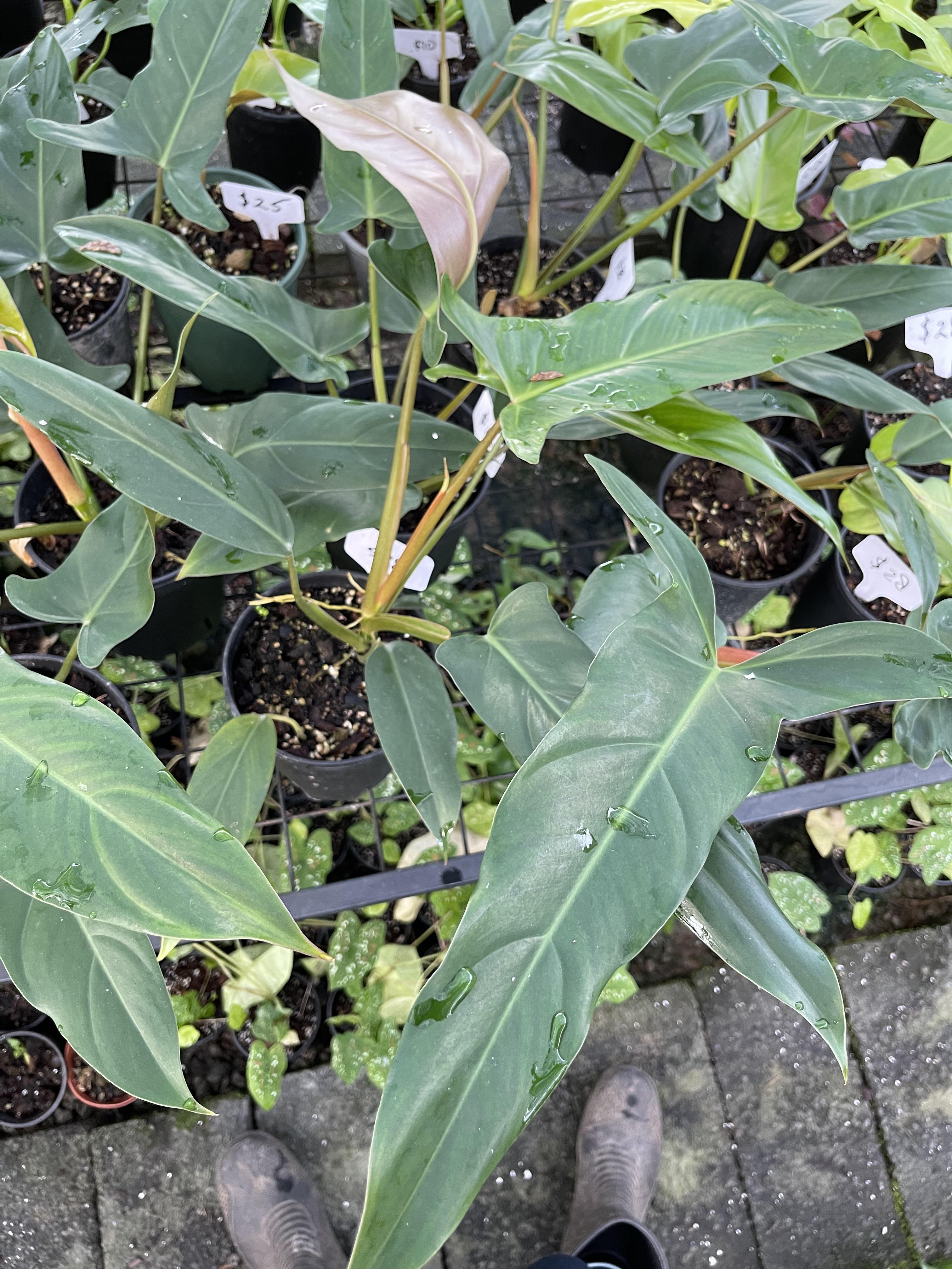 Philodendron mexicanum, Furniture & Home Living, Gardening, Plants ...