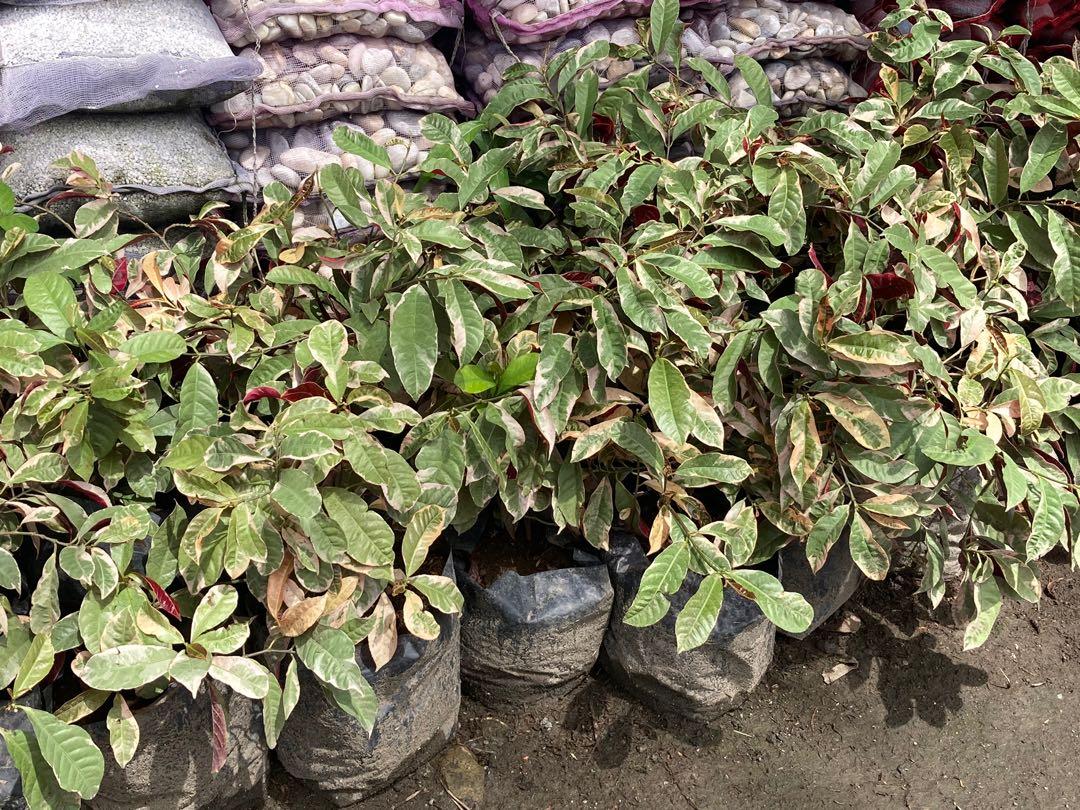 Picara, Furniture & Home Living, Gardening, Plants & Seeds on Carousell