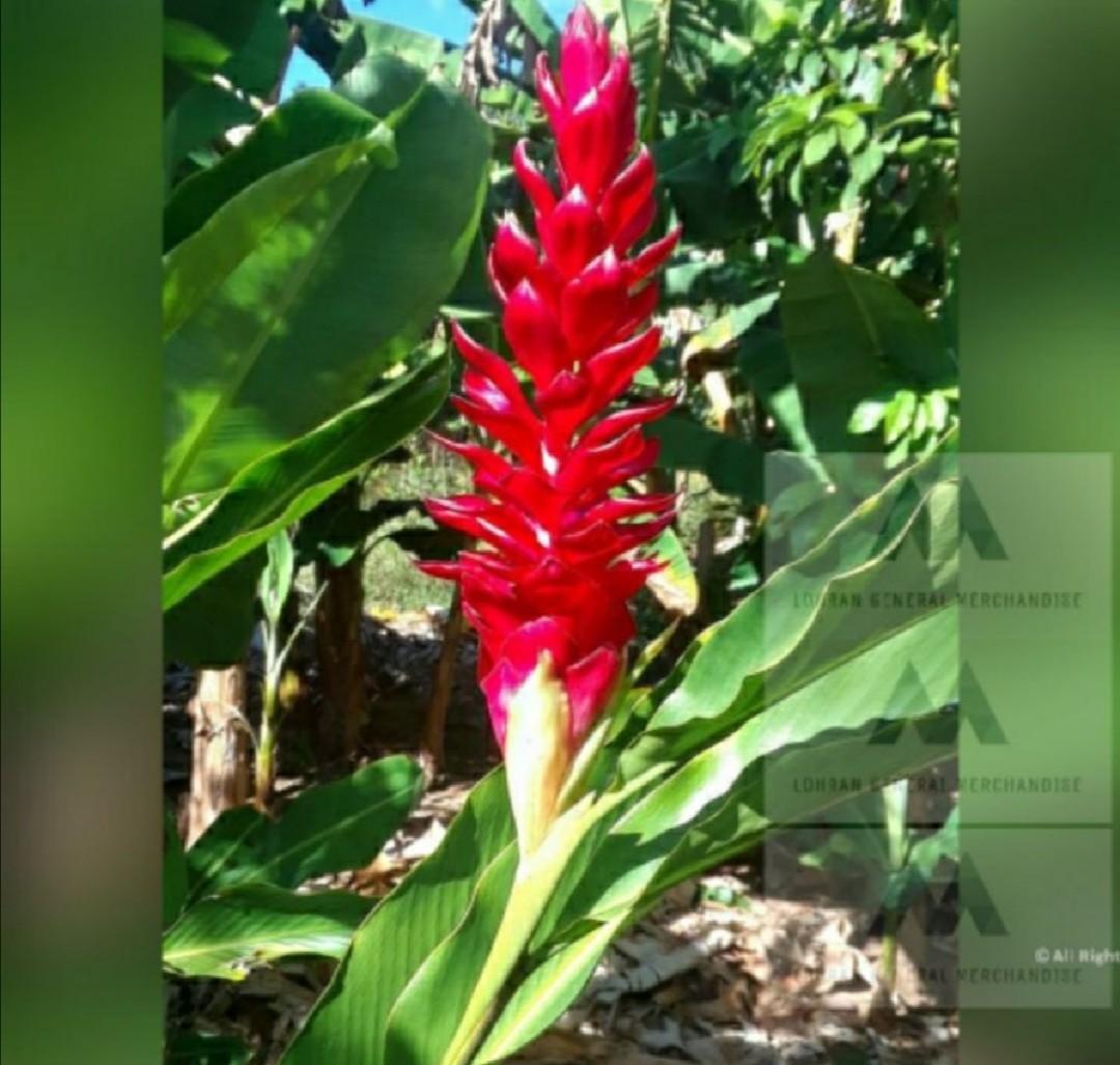 Red Cone Ginger/Alpinia purpurata, Red Ginger / Ostrich Plume /Pink ...