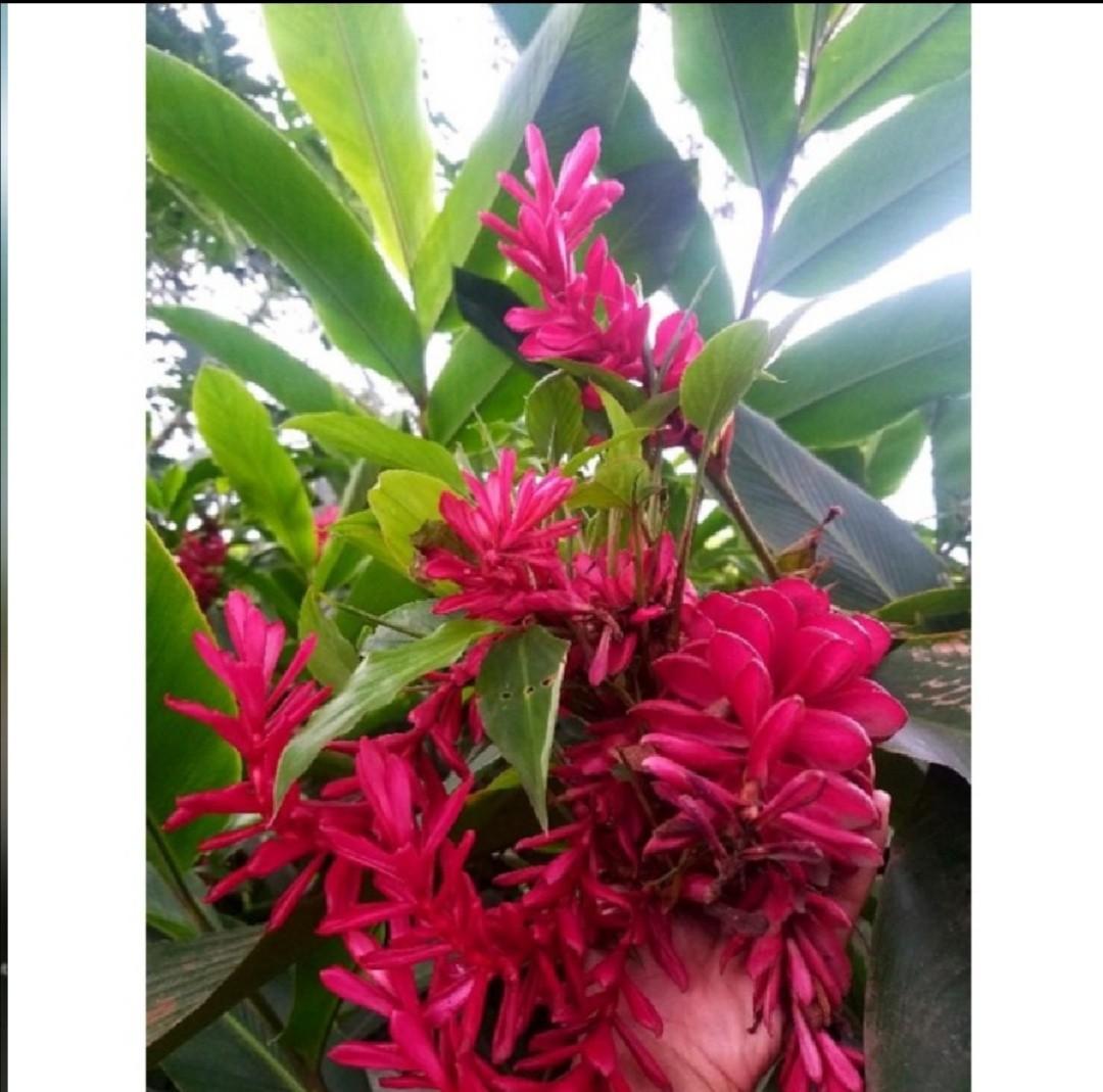 Red Cone Ginger/Alpinia purpurata, Red Ginger / Ostrich Plume /Pink ...