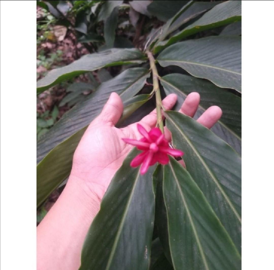 Red Cone Ginger/Alpinia purpurata, Red Ginger / Ostrich Plume /Pink ...