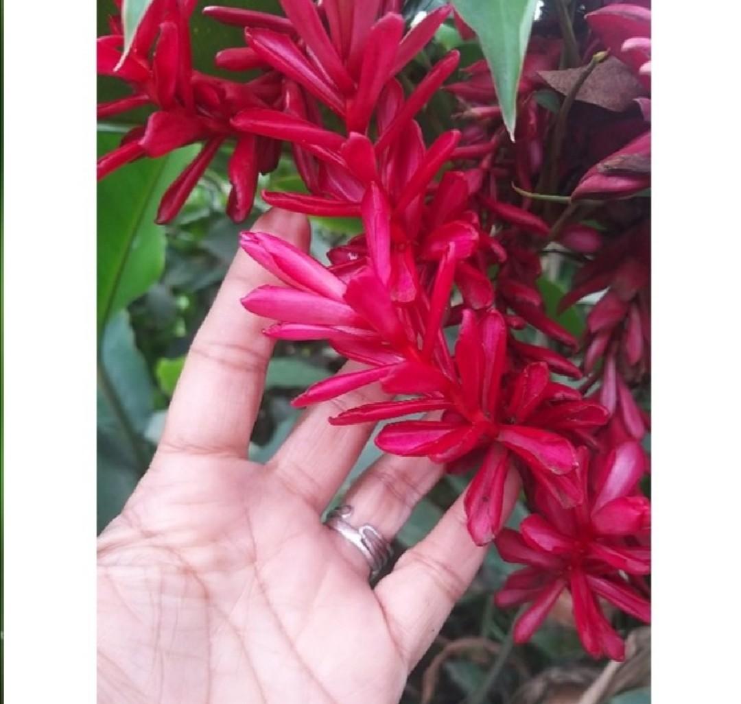 Red Cone Ginger/Alpinia purpurata, Red Ginger / Ostrich Plume /Pink ...