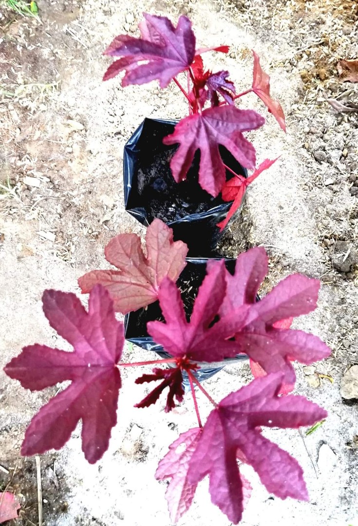 Roselle/Labog Plant, Furniture & Home Living, Gardening, Plants & Seeds ...