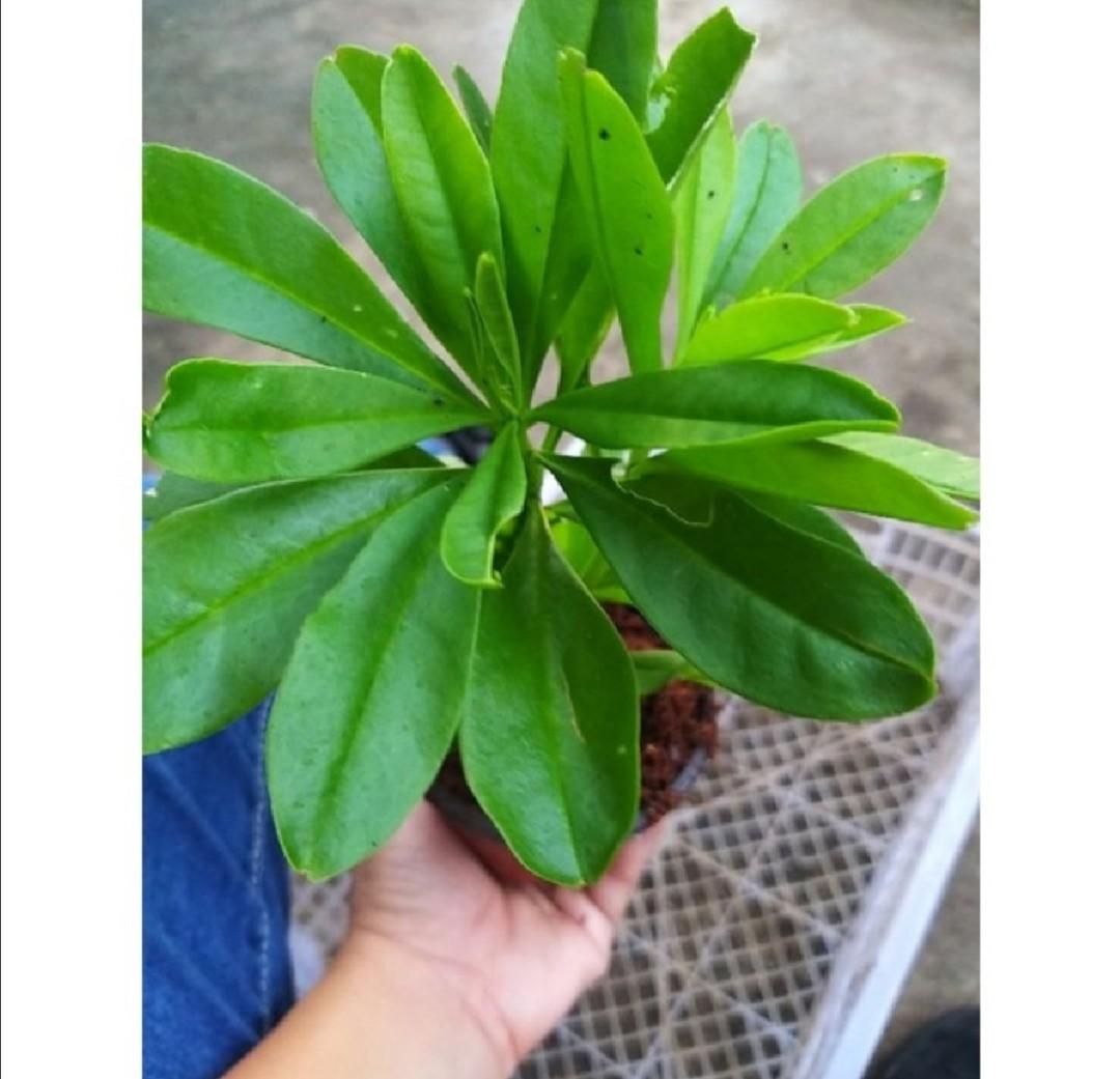 Talilong /Talinum/ Water leaf/ Philippine Spinach Live Plant, Furniture ...
