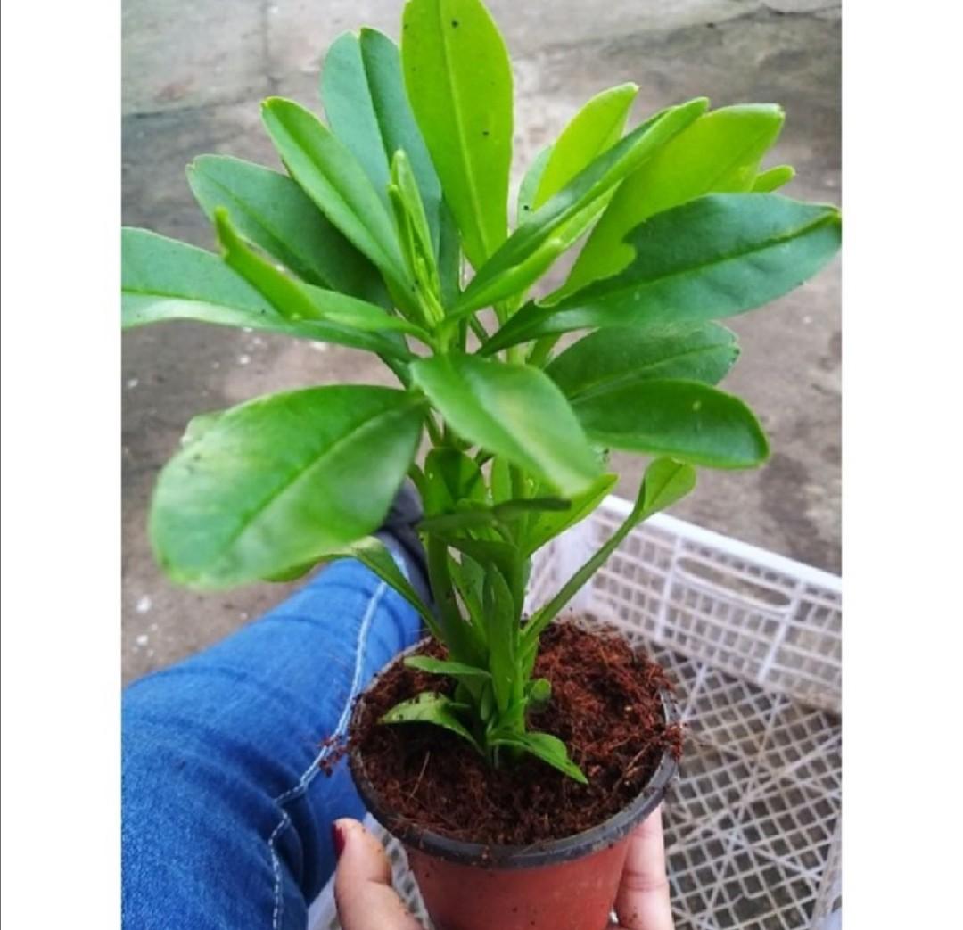Talilong /Talinum/ Water leaf/ Philippine Spinach Live Plant, Furniture ...