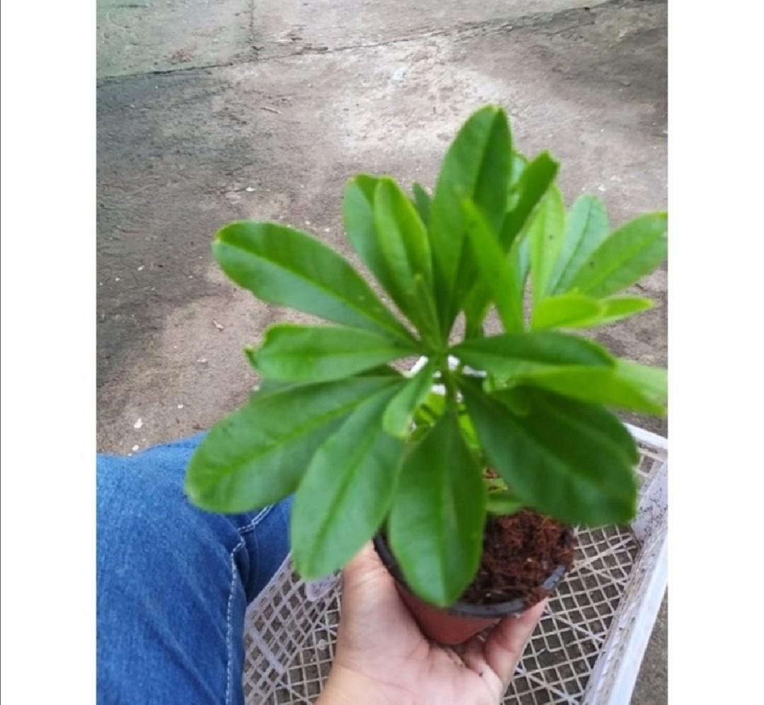 Talilong /Talinum/ Water leaf/ Philippine Spinach Live Plant, Furniture ...