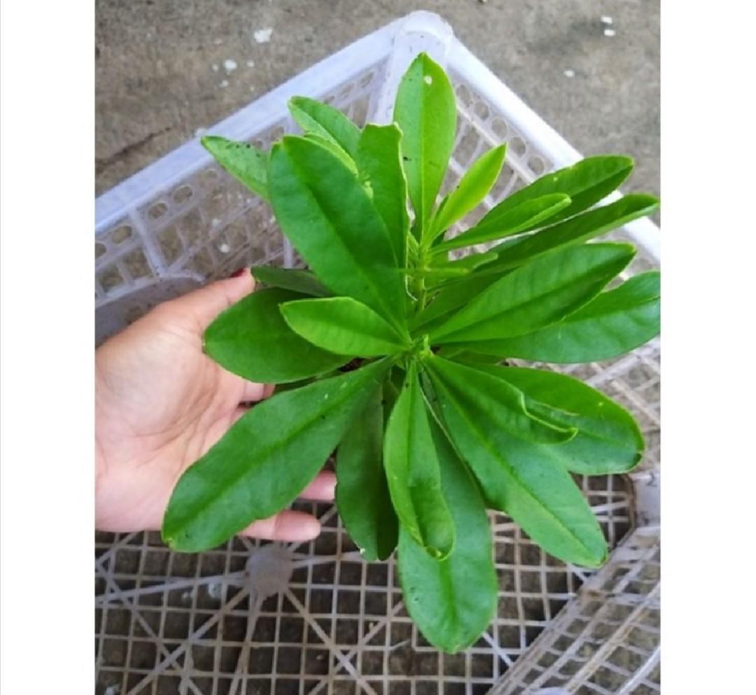 Talilong /Talinum/ Water leaf/ Philippine Spinach Live Plant, Furniture ...