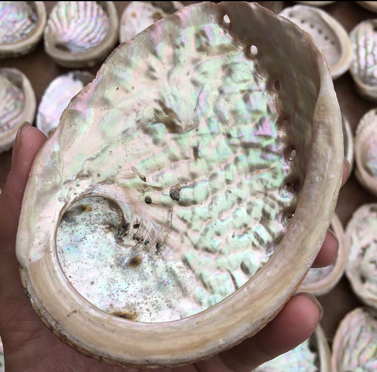 澳洲鮑魚殼 Australian abalone shells 約 13-14cm 可配搭鼠尾草 聖木 淨化空間, 傢俬＆家居, 家居香薰 ...