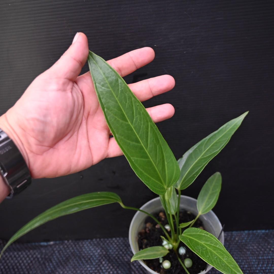 Anthurium Spectabile, Furniture & Home Living, Gardening, Plants ...