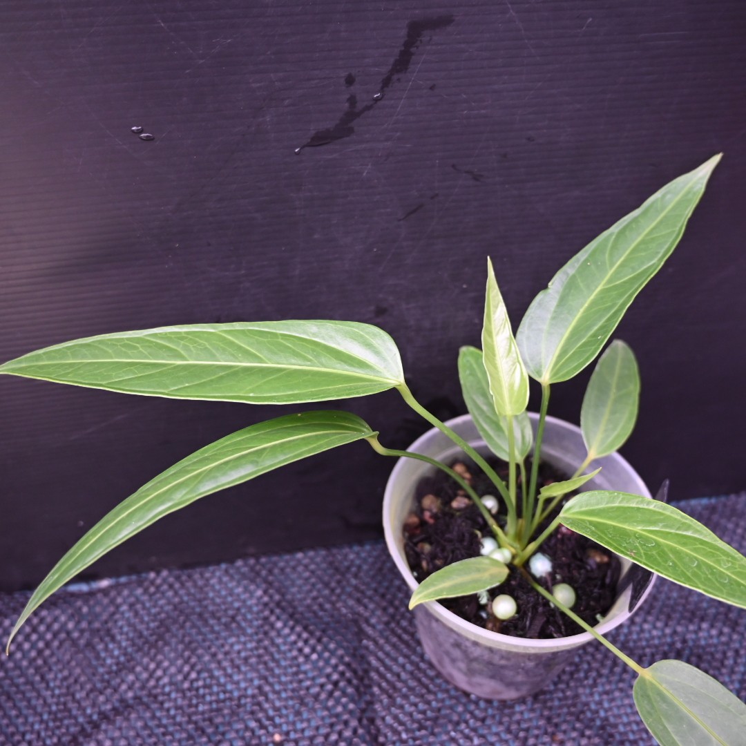 Anthurium Spectabile, Furniture & Home Living, Gardening, Plants ...