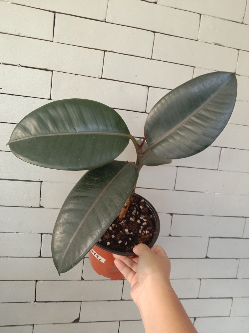 Black prince rubber tree, Furniture & Home Living, Gardening, Plants ...