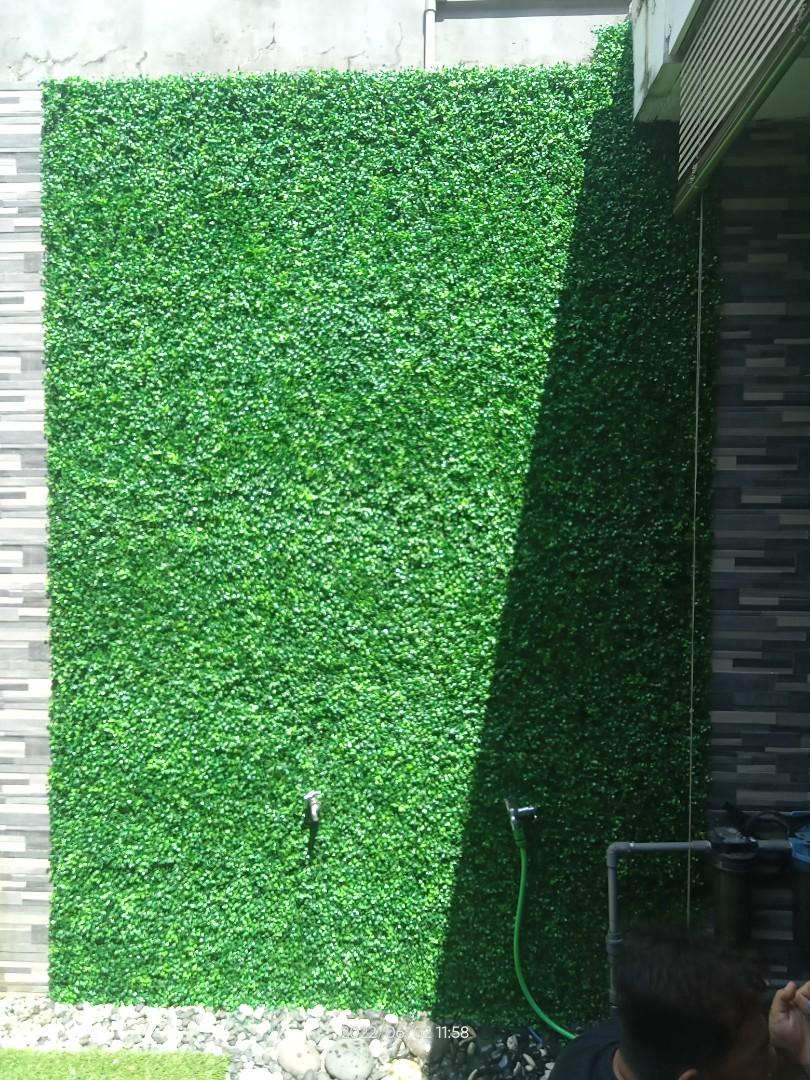 Daun Dolar Sintetis Solusi Untuk Penutup Dinding Tembok Yang Kumuh ...