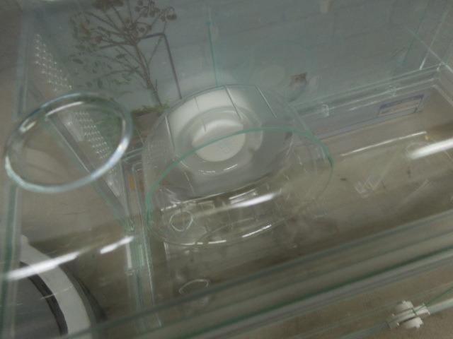 GEX Glass Harmony 360 Plus 倉鼠箱, 寵物用品, 寵物家品及其他 - Carousell