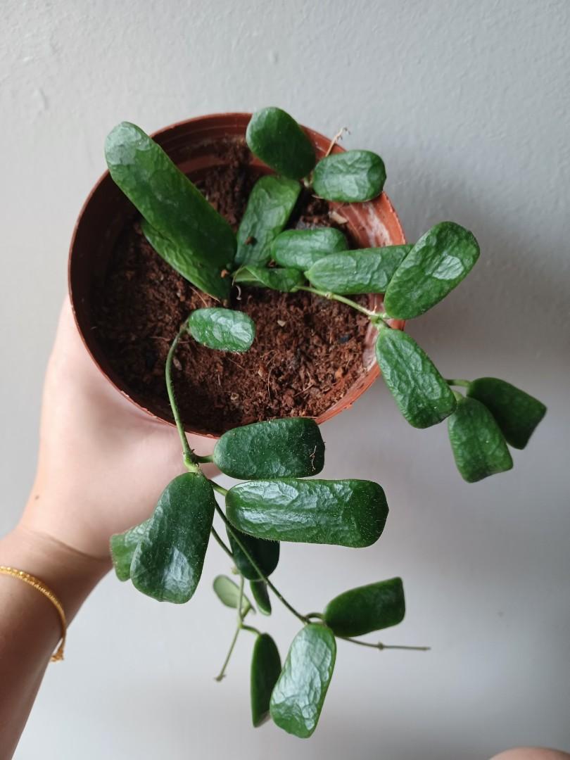 hoya rotundiflora - hoya plant - gift - present, Furniture & Home ...
