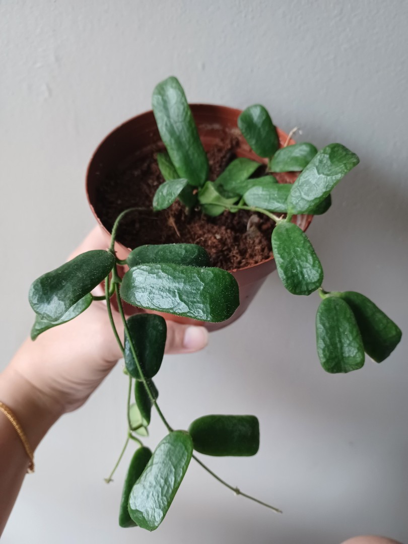 hoya rotundiflora - hoya plant - gift - present, Furniture & Home ...
