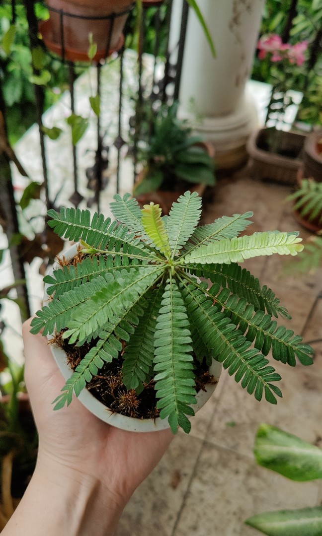 Little Tree plant (Biophytum Sensitivum), Furniture & Home Living ...