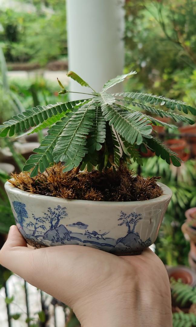 Little Tree plant (Biophytum Sensitivum), Furniture & Home Living ...