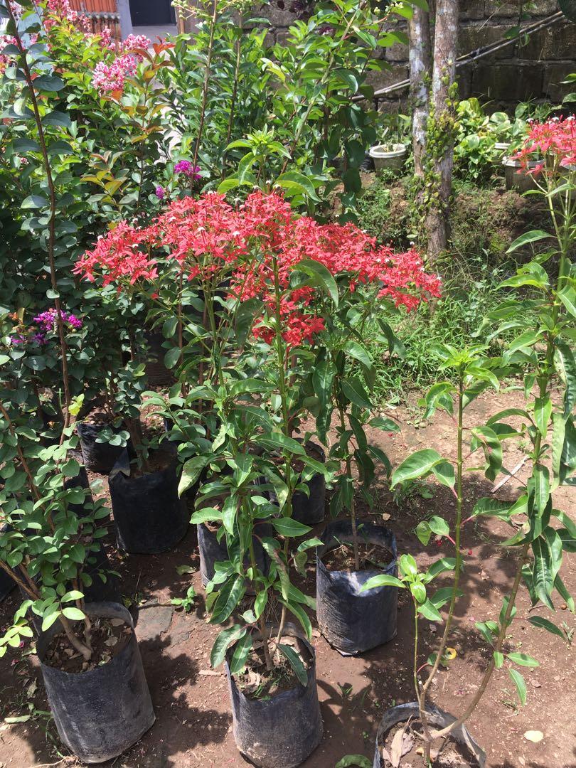 melendres, Furniture & Home Living, Gardening, Plants & Seeds on Carousell