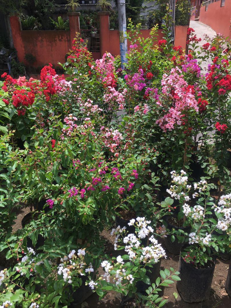 melendres, Furniture & Home Living, Gardening, Plants & Seeds on Carousell