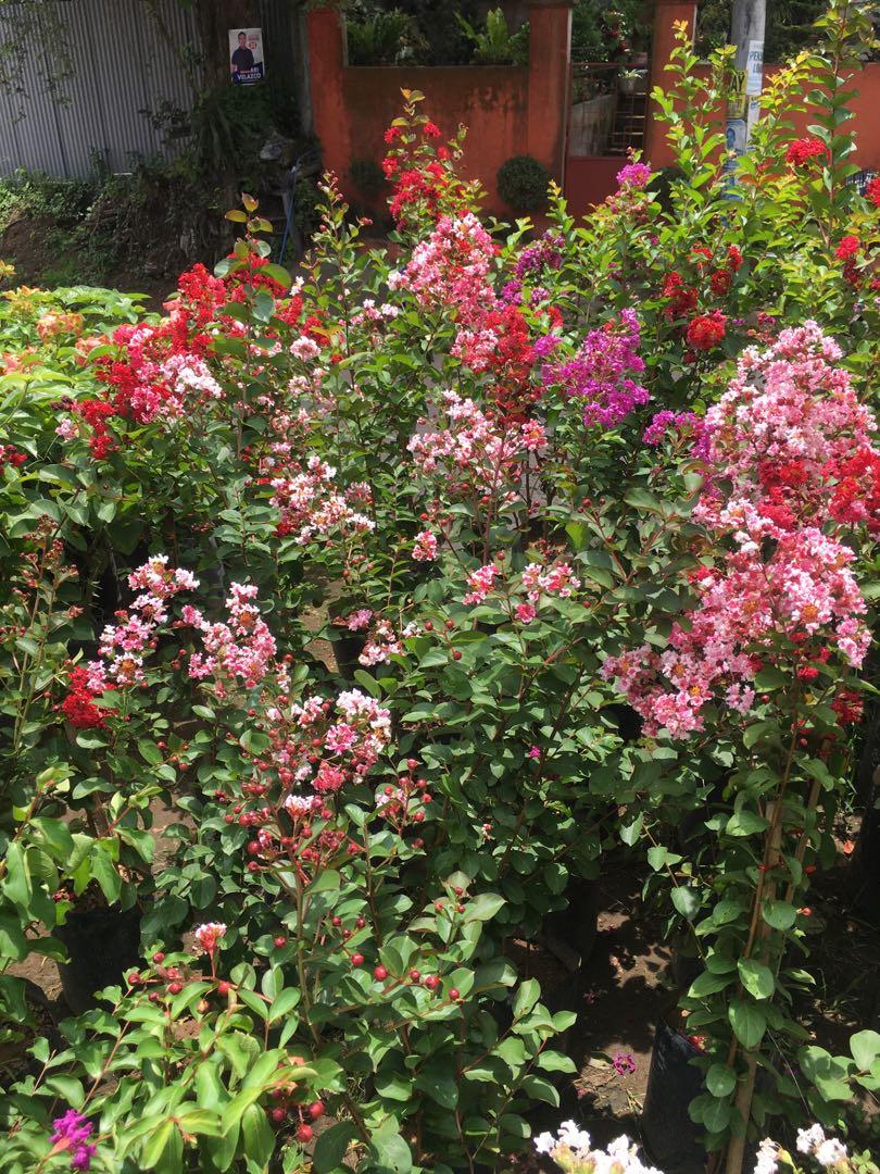 melendres, Furniture & Home Living, Gardening, Plants & Seeds on Carousell