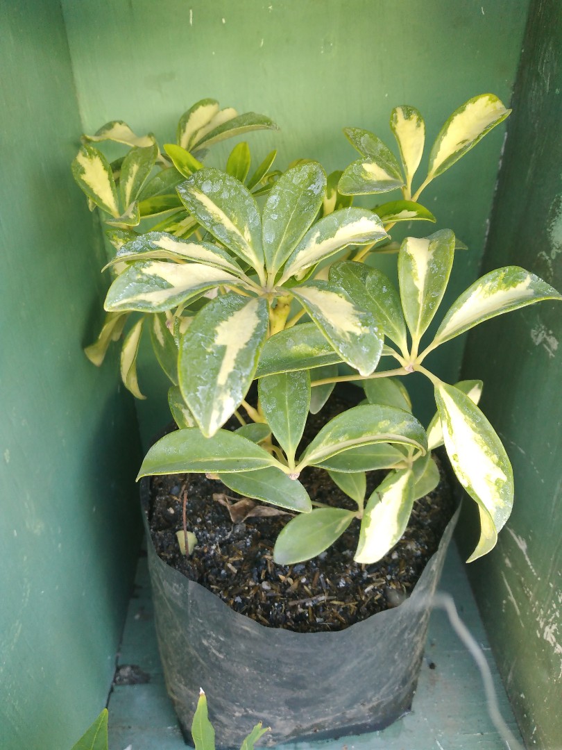 Moondrop Umbrella Dwarf Tree (Scheffiera Arboricola), Furniture & Home ...