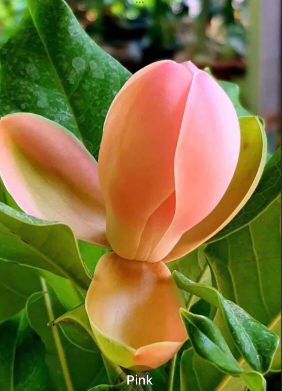 Pokok cempaka telur pink, Furniture & Home Living, Gardening, Plants ...