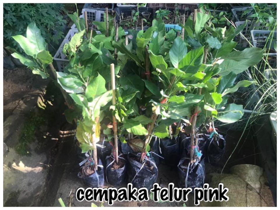 Pokok cempaka telur pink, Furniture & Home Living, Gardening, Plants ...