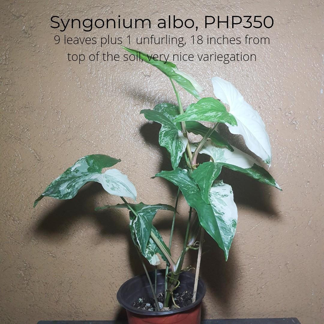 Syngonium albo, premium variegation, trailing!, Furniture & Home Living ...