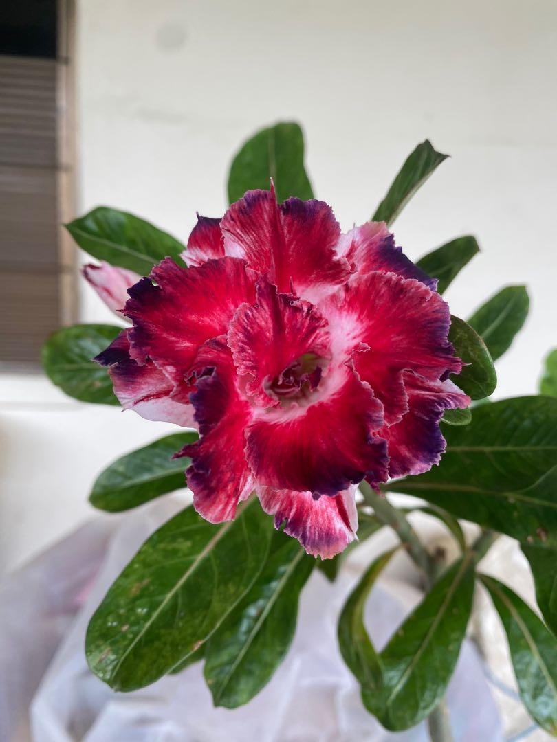 ‘Wonderland’ adenium (Taiwan Id), Furniture & Home Living, Gardening ...
